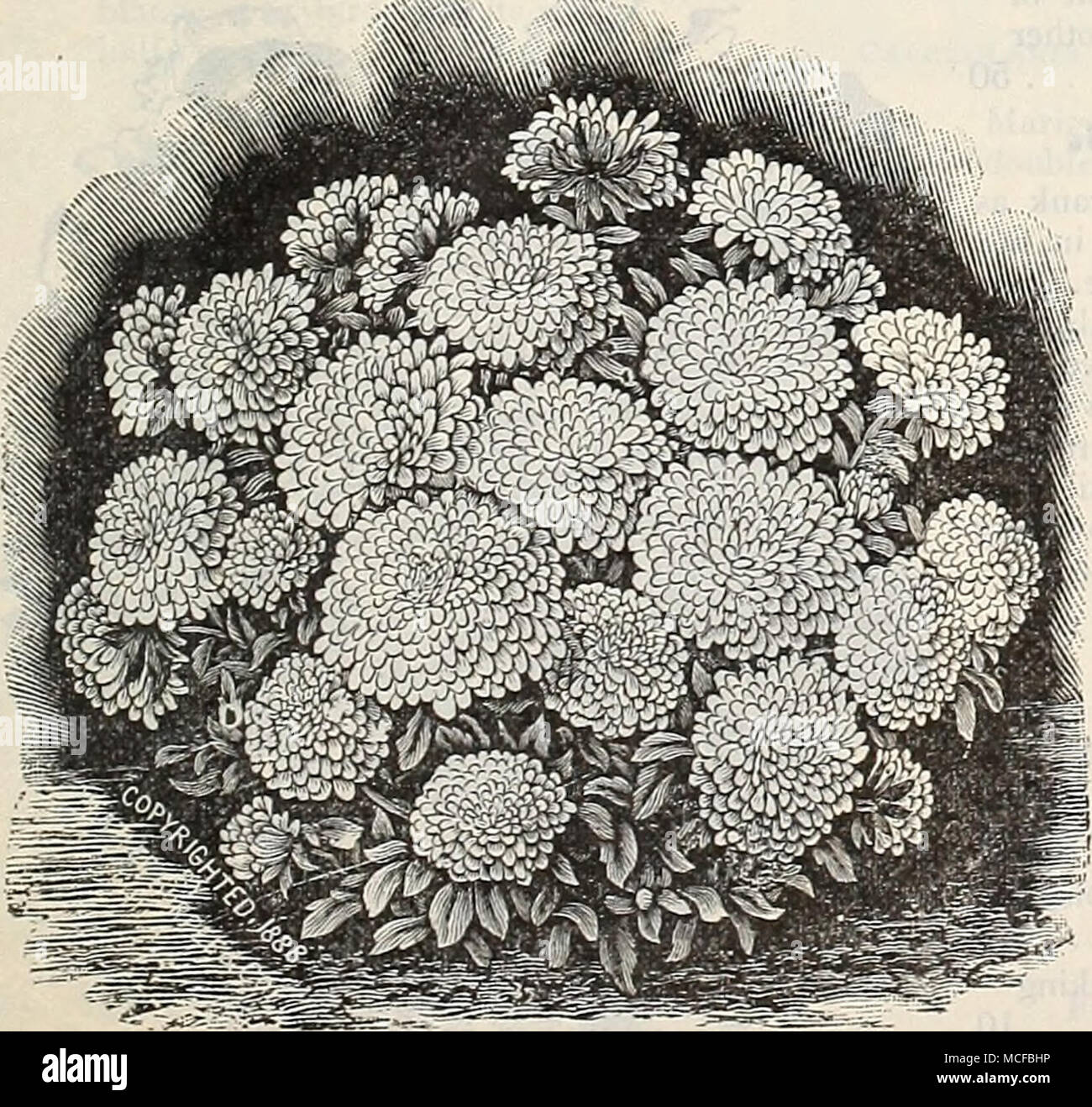 Slender rayed petals hi-res stock photography and images - Alamy