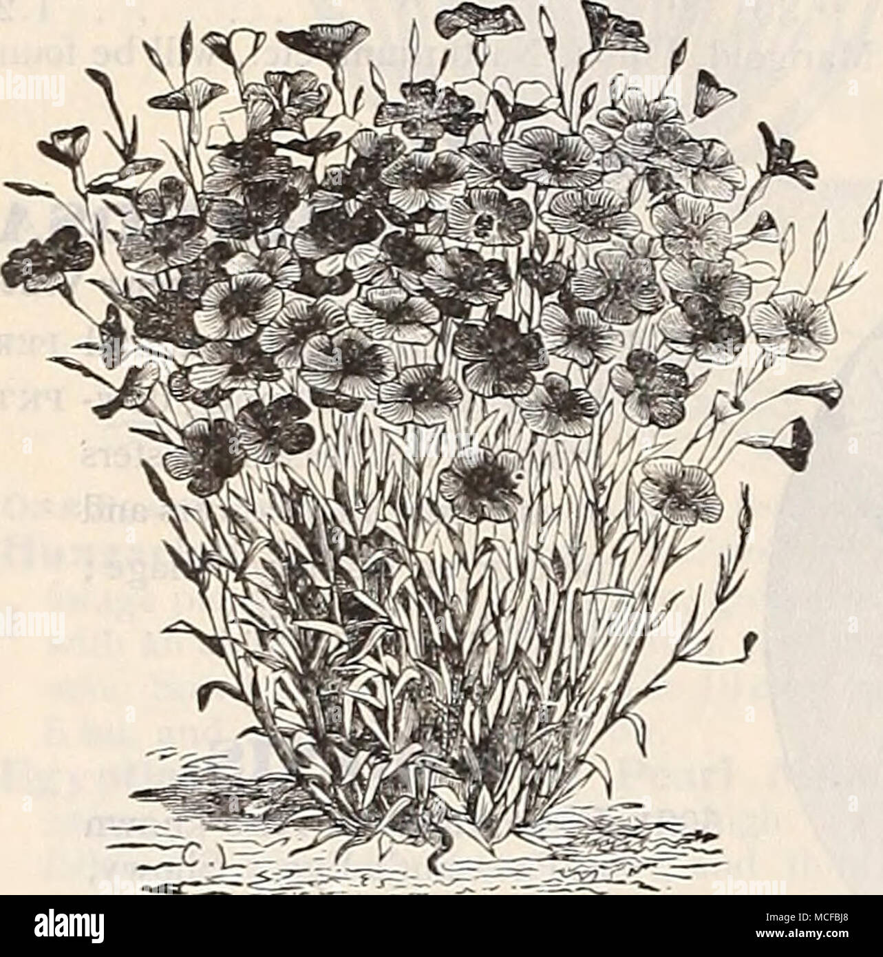 Genus agrostemma hi-res stock photography and images - Alamy