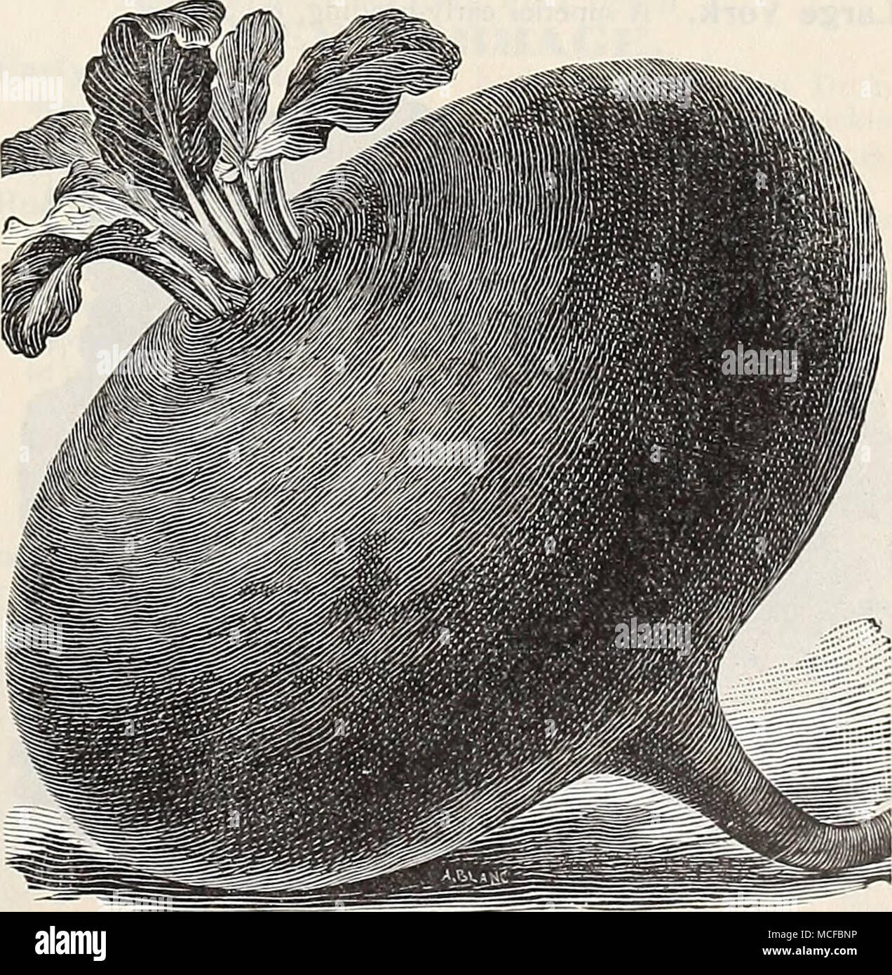 . Crosby's Egyptian Beet. The nutritious qunlities of the Mangel make ...