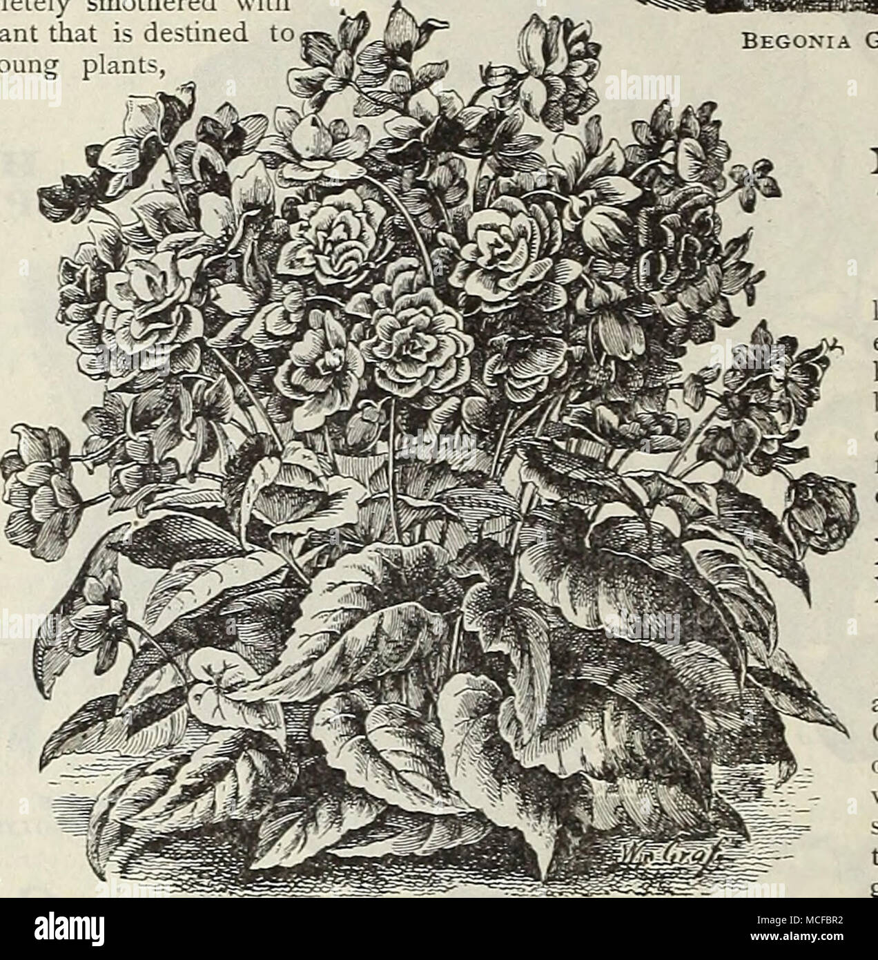 . Begonia Glorie de Lorraine. Ceanothus Gloire de Plantieres. New ...