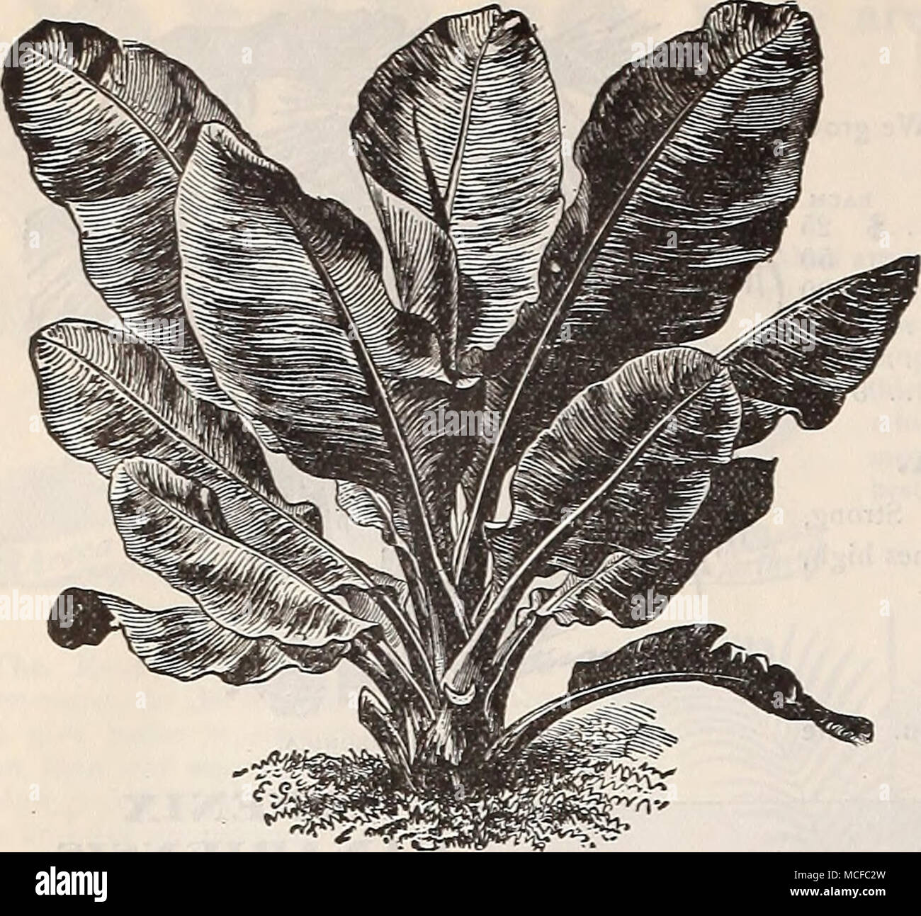 Abyssinian rose hi-res stock photography and images - Alamy