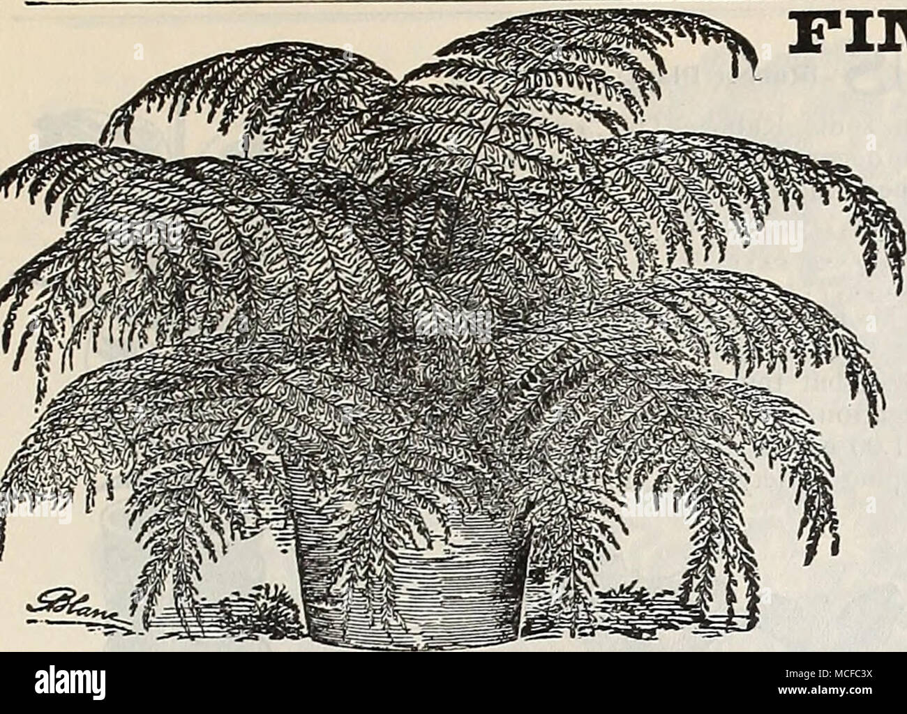 Microlepia hi-res stock photography and images - Alamy