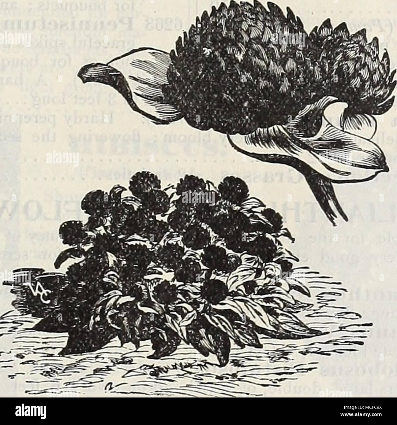 . Globe Amaranth, Nana Compacta Stock Photo - Alamy