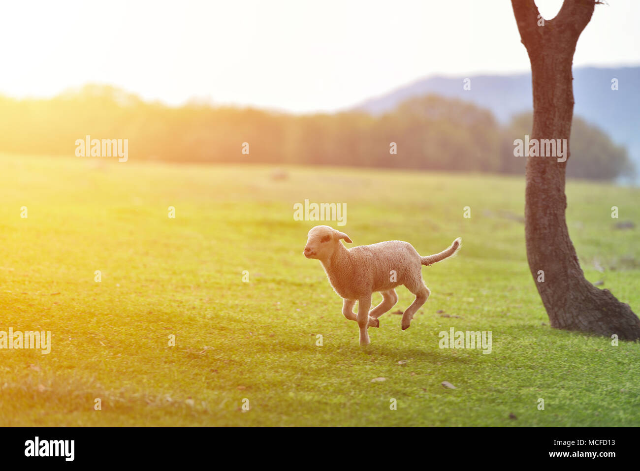 Happy little lamb running and jumping in sunrise warm light on ...