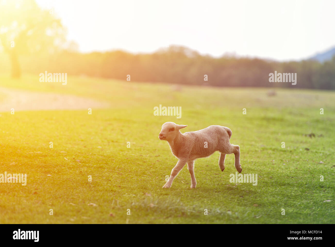 Little lamb running hi-res stock photography and images - Alamy