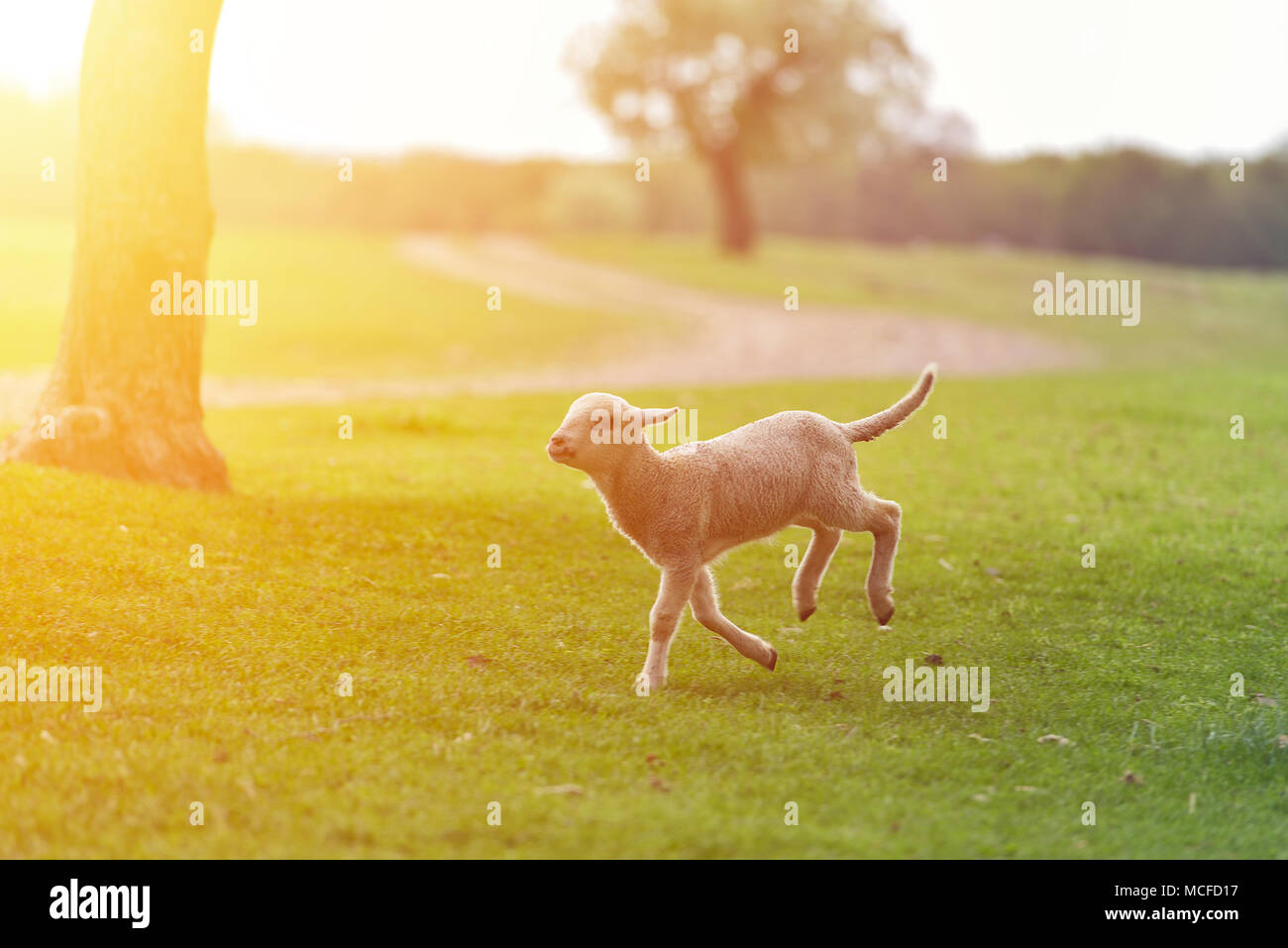 Little lamb running hi-res stock photography and images - Alamy