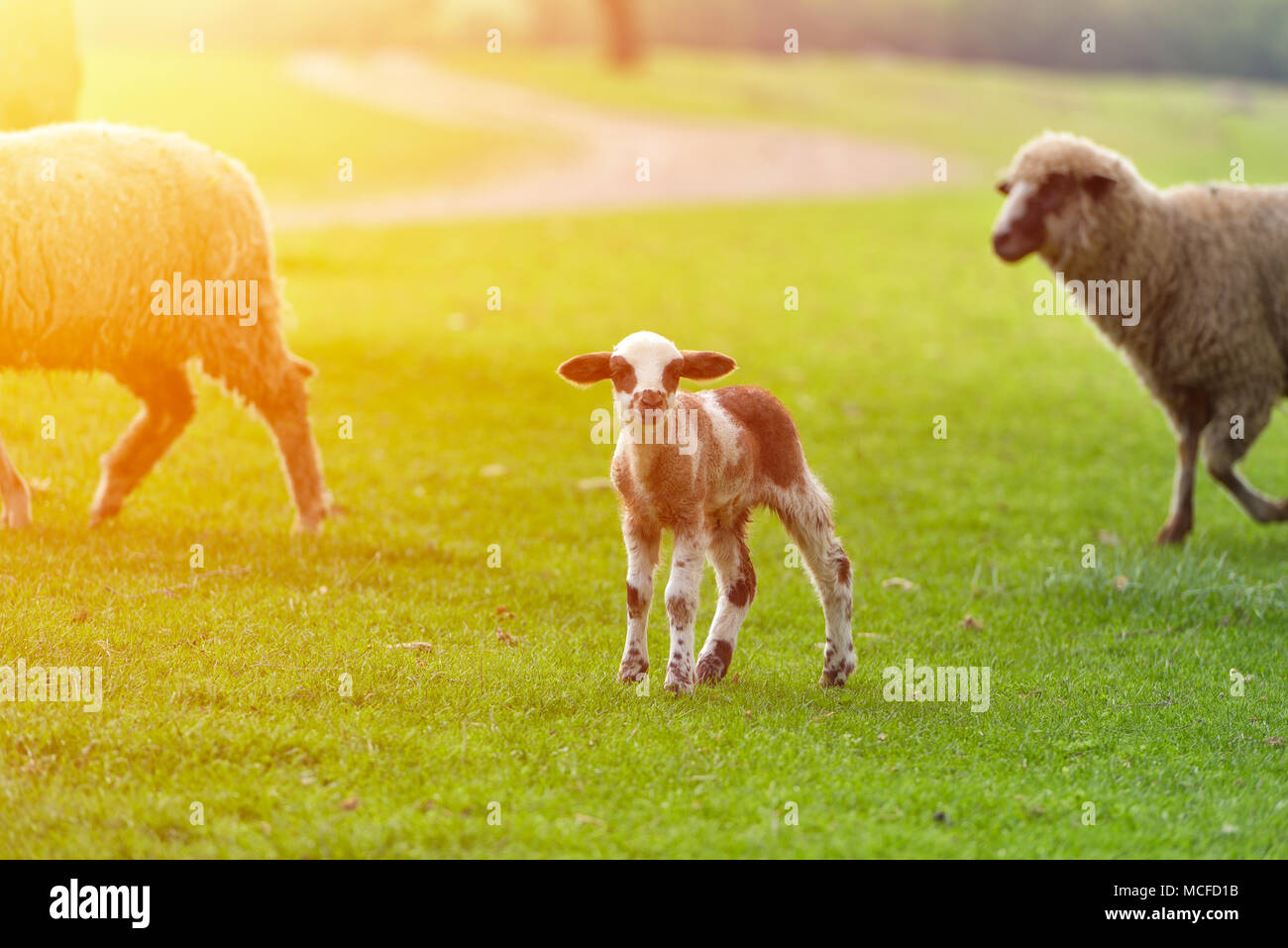 Curious little lamb standing and watching. Sunrise warm light on ...