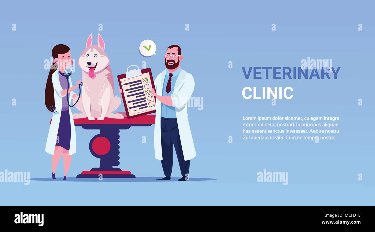 Veterinarians Examine Dog In Veterinary Clinic Animal Medicine And Care ...