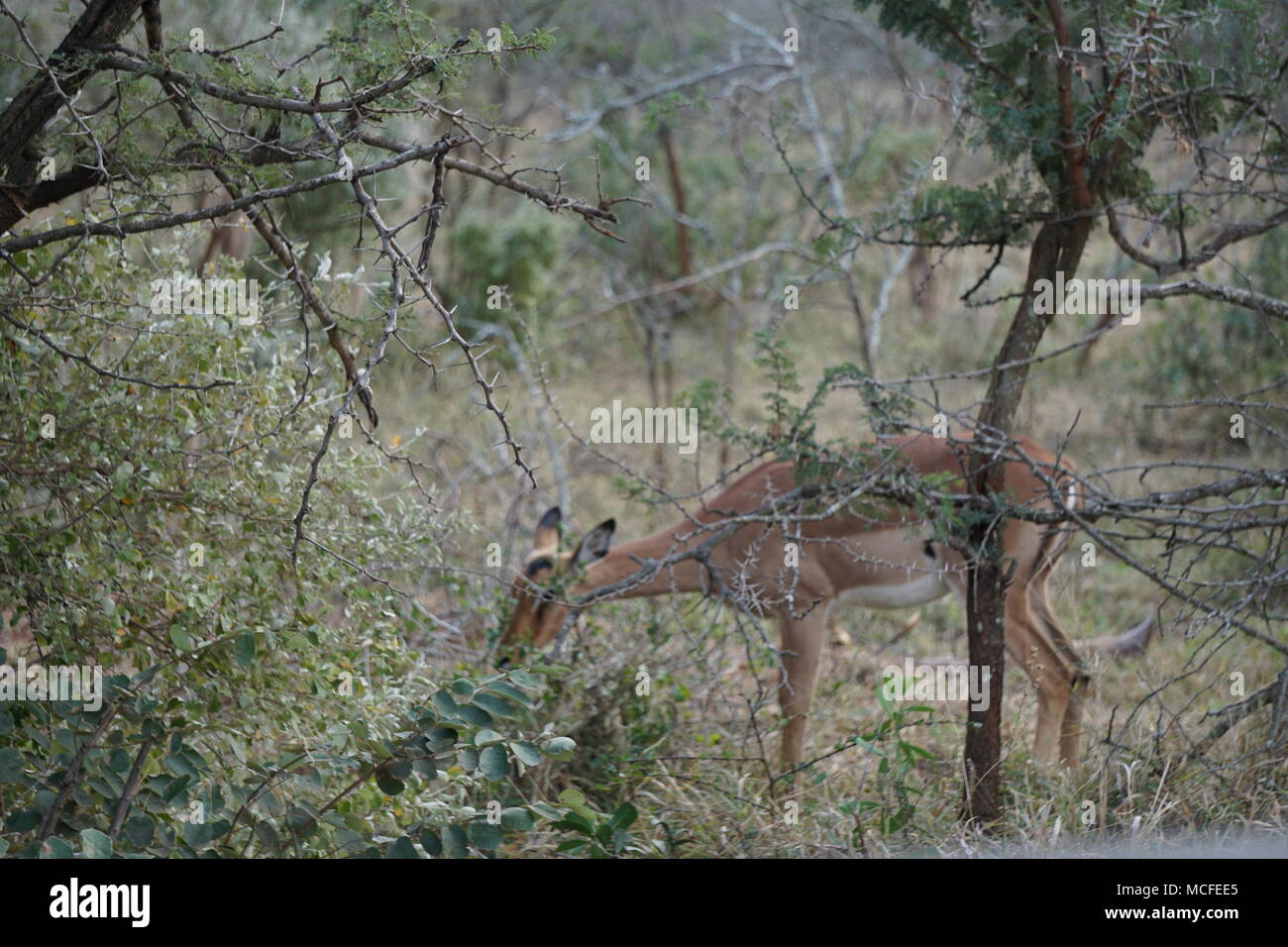 Impala eating, Hluhluwe Game Reserve Stock Photo - Alamy