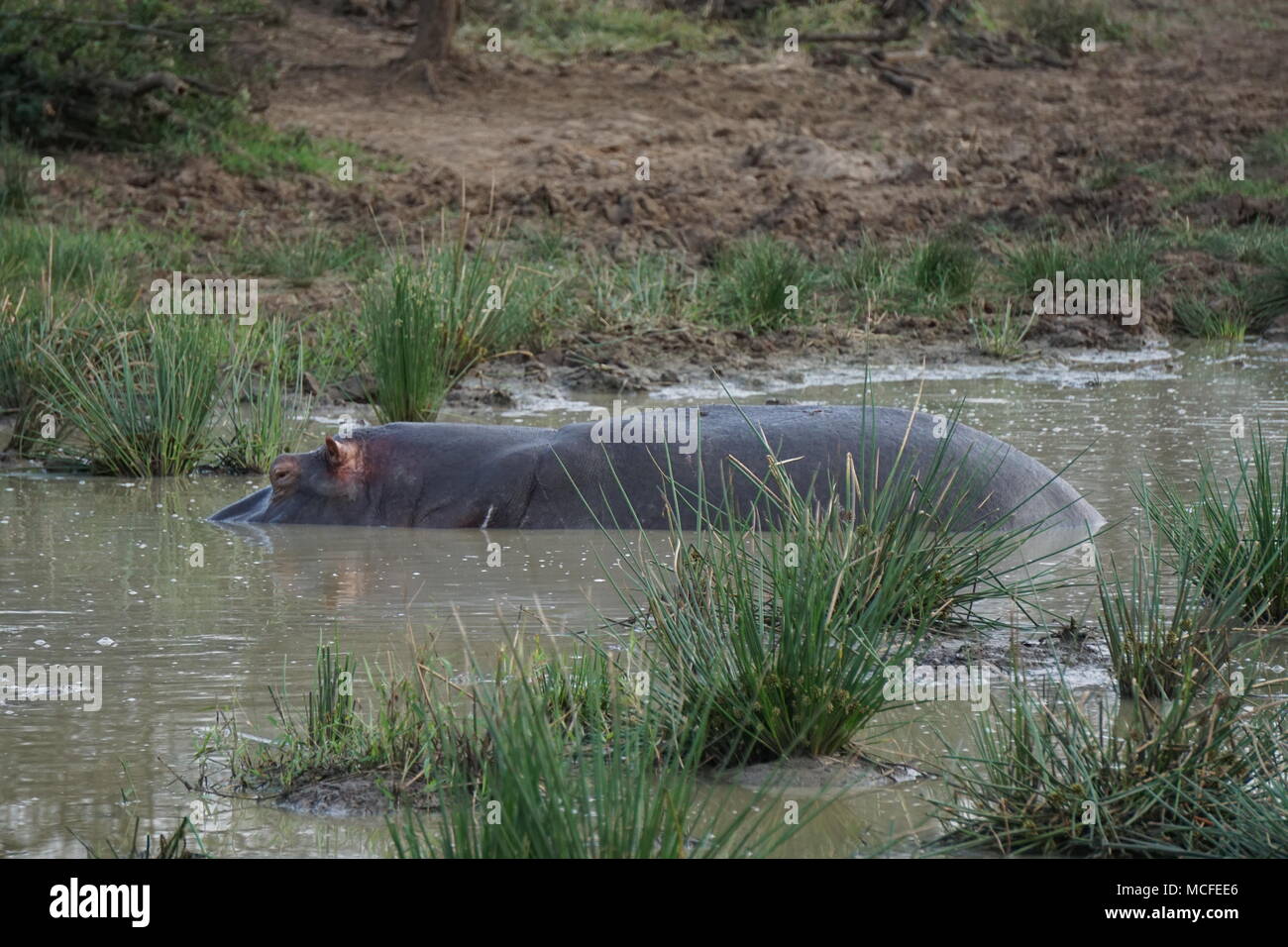 Hippopotamus in a swamp, Hluhluwe Game Reserve Stock Photo - Alamy