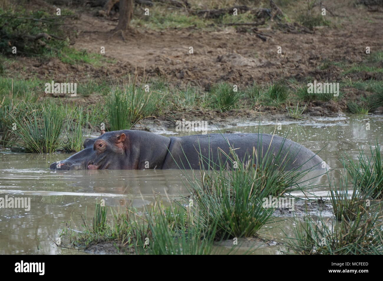 Hippopotamus in a swamp, Hluhluwe Game Reserve Stock Photo - Alamy
