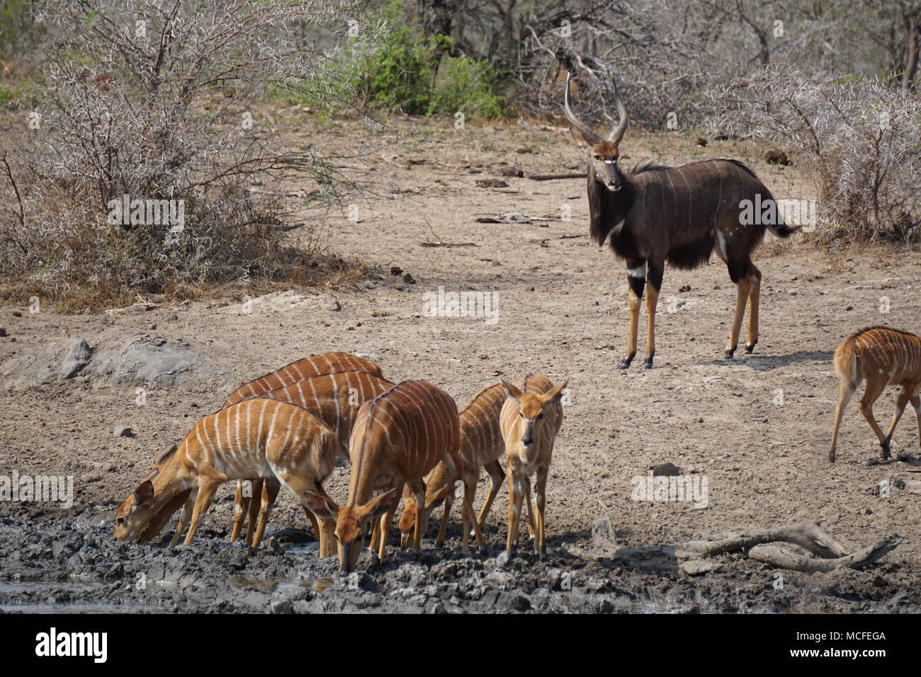 Nyala (Tragelaphus angasii) females at waterhole, Hluhluwe Game Reserve ...