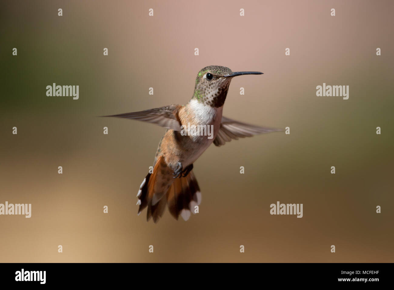 Closeup of hummingbird in flight hi-res stock photography and images ...