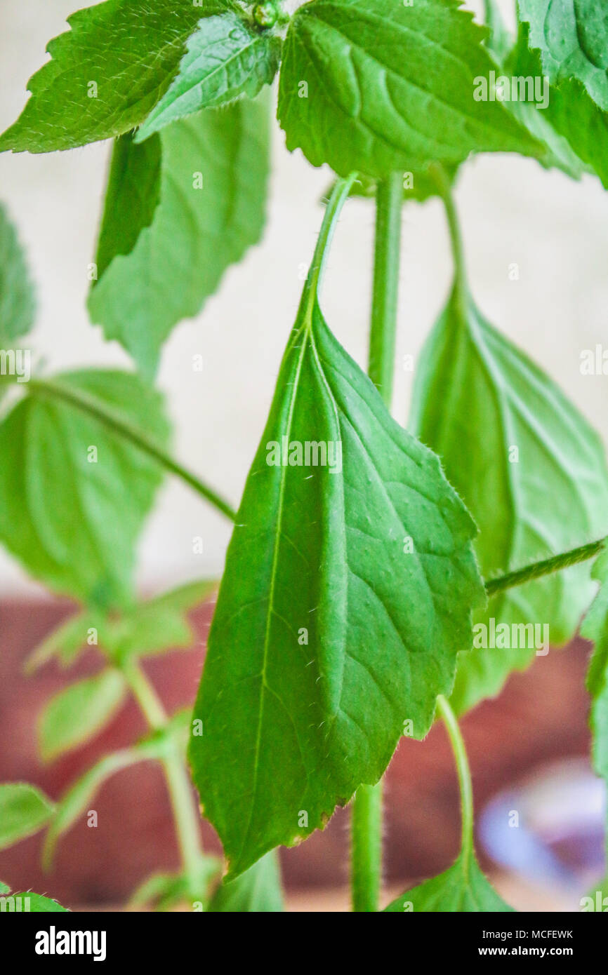 Wilted green houseplant in need of water Stock Photo - Alamy