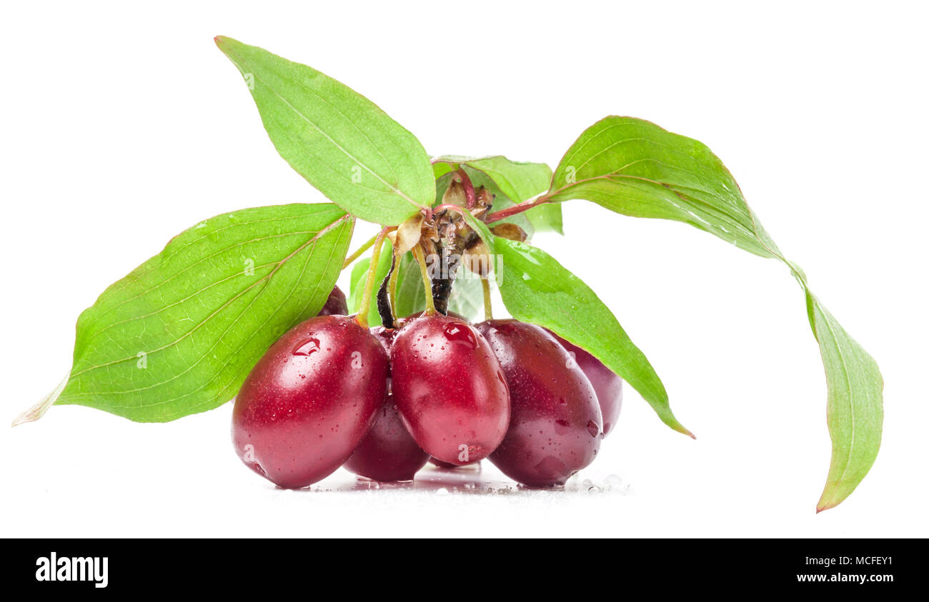 Cornel Berry isolated on white background Stock Photo - Alamy