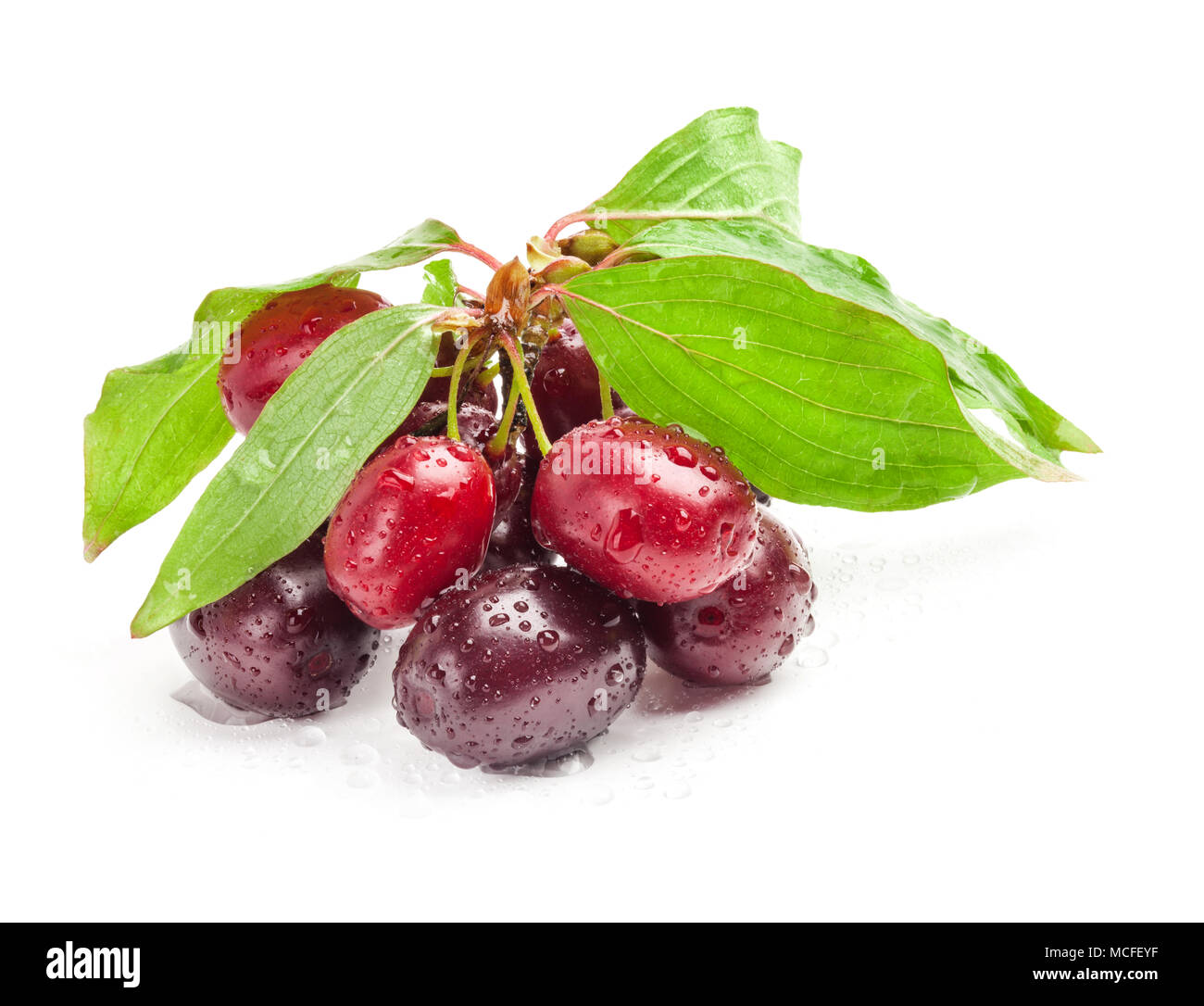 Cornel Berry (Dogwood) isolated on white background Stock Photo - Alamy