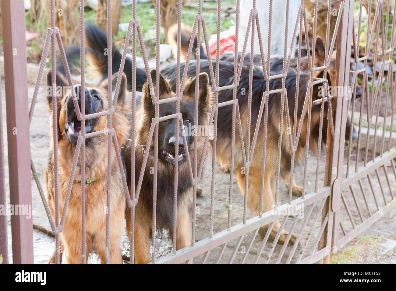 Four gernam shepherd dogs guarding area behind fence Stock Photo - Alamy
