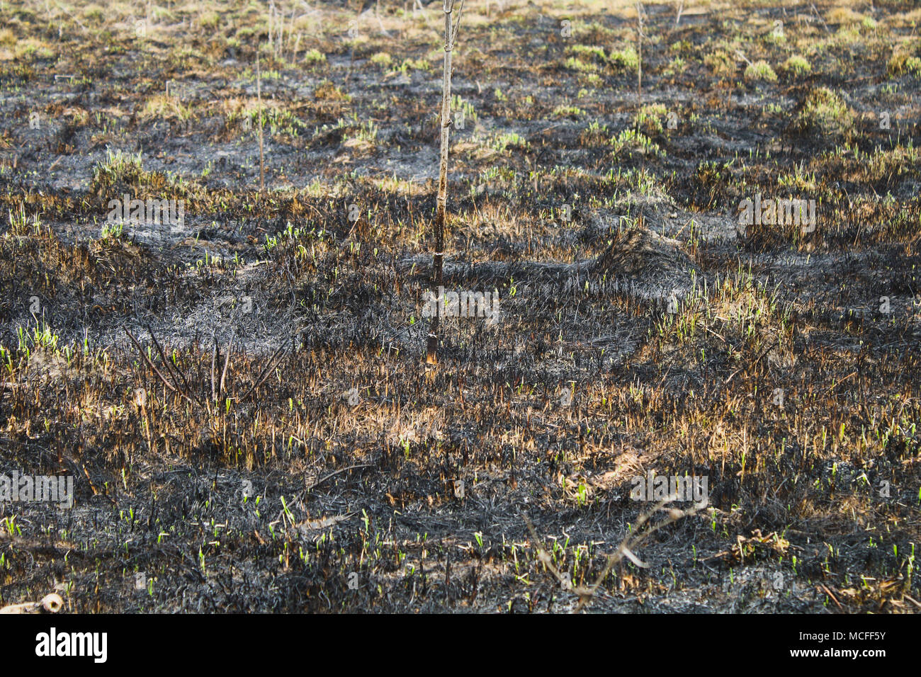 Background from the ashes of the burnt grass. Plant ash on the field ...