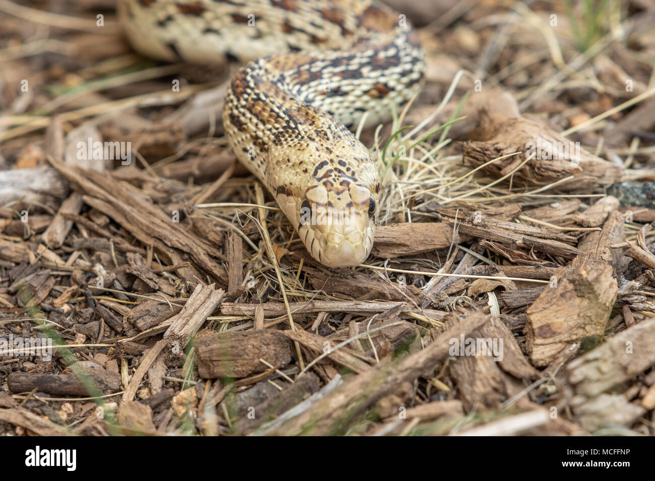 Bull Snake Hunting in the Grasss Stock Photo - Alamy