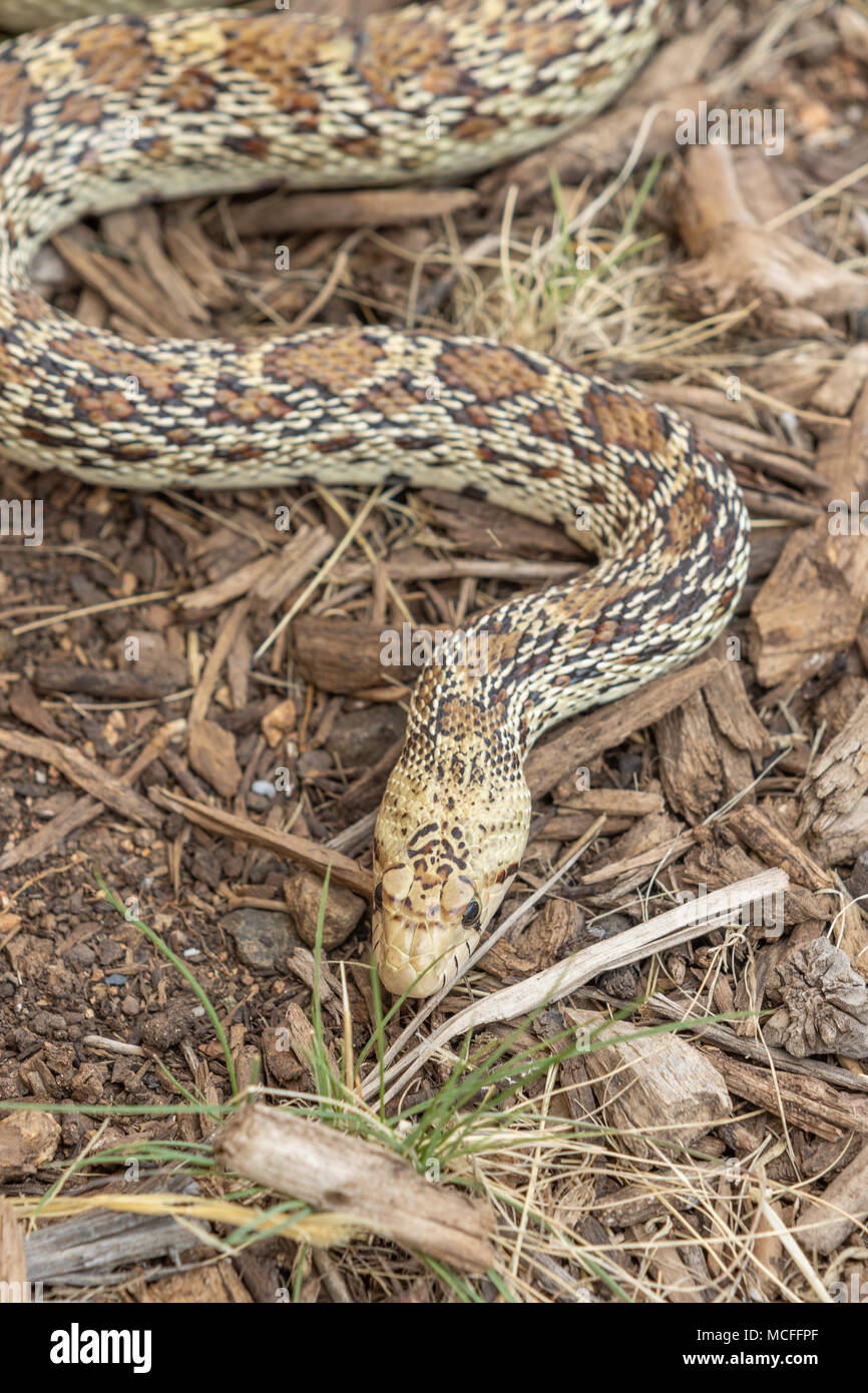 Bull Snake Hunting in the Grasss Stock Photo - Alamy