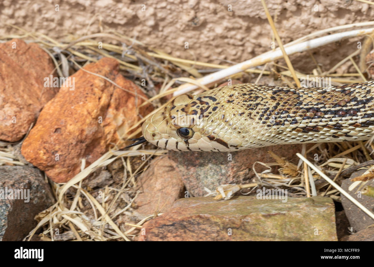 Bull snake hi-res stock photography and images - Alamy