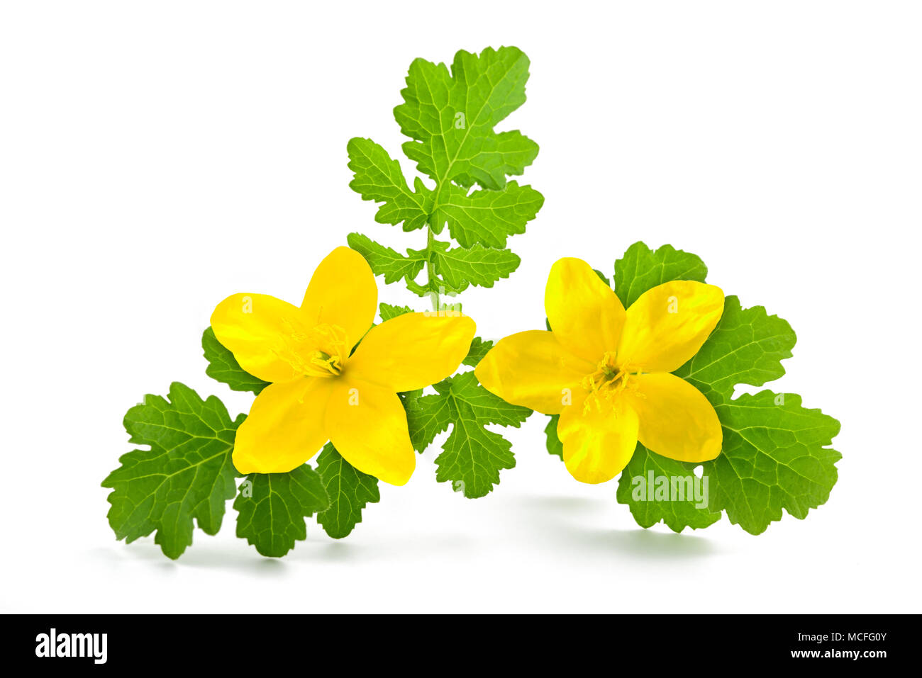 Greater celandine hi-res stock photography and images - Alamy