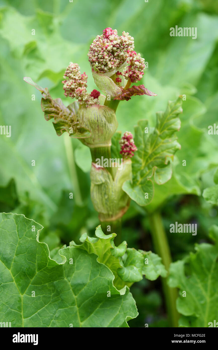 Rhubarb plant in a garden Stock Photo - Alamy