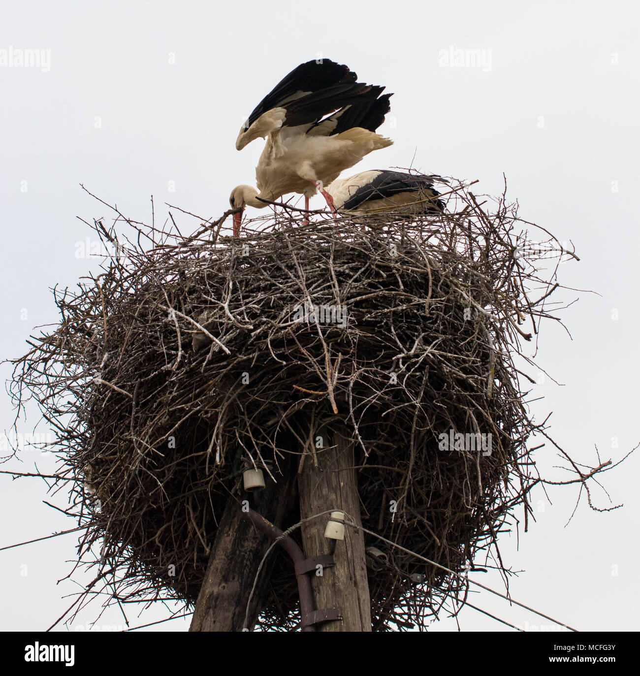 Stork standing in its nest in warm weather Stock Photo - Alamy