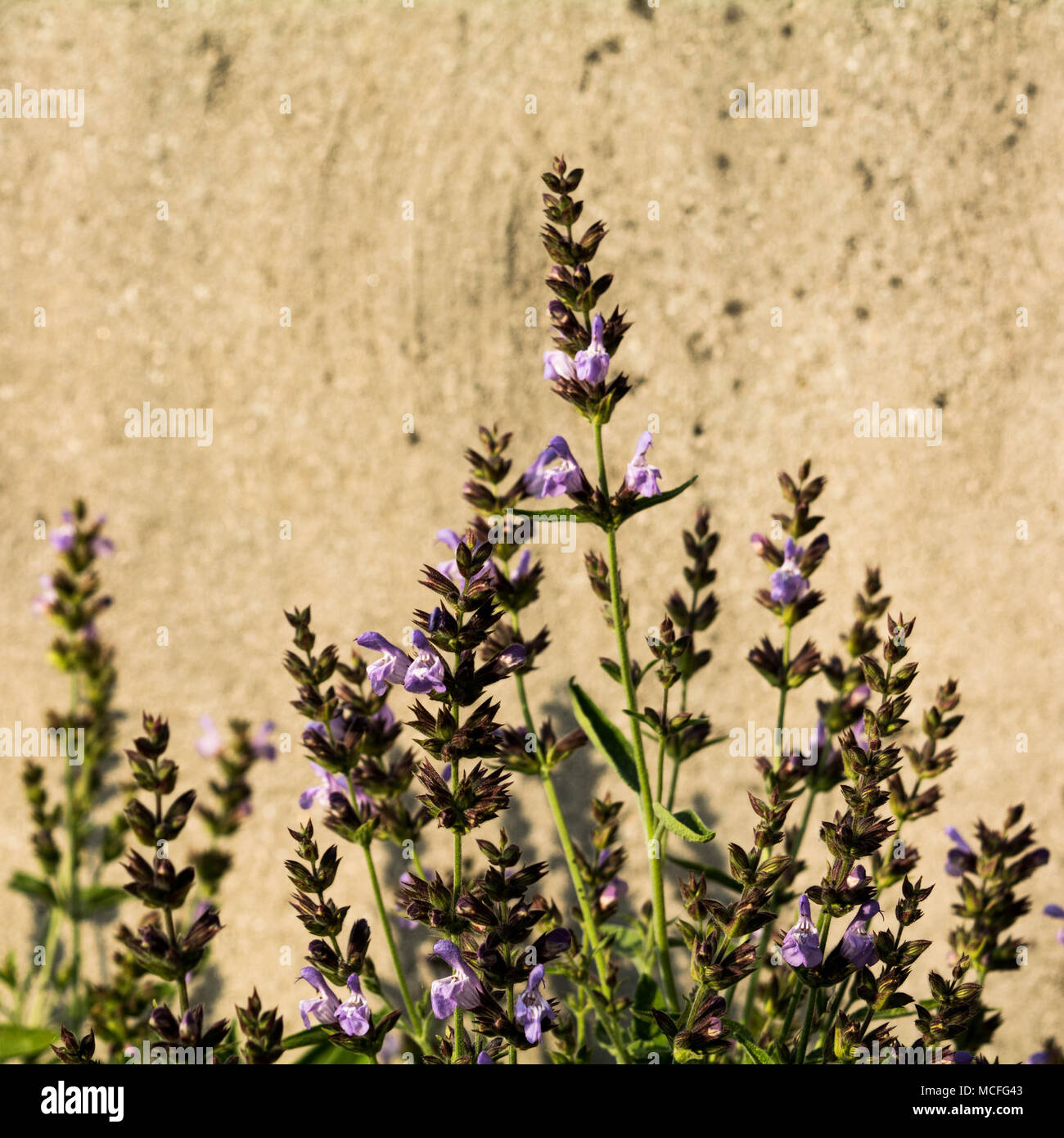 Mediterranean aromatic hi-res stock photography and images - Alamy