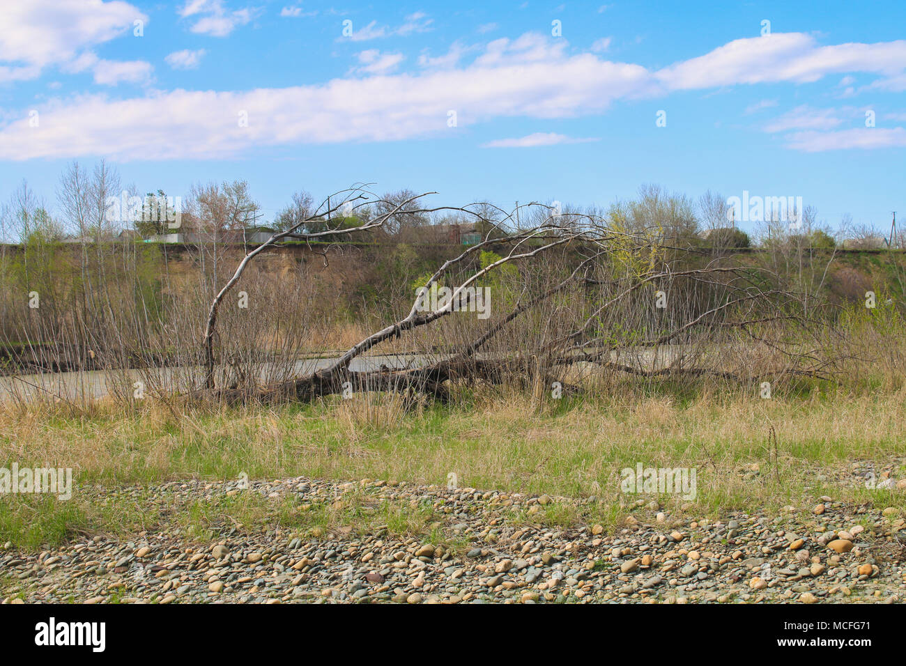 Fallen tree lying in the bank of a lake with its branches partially ...