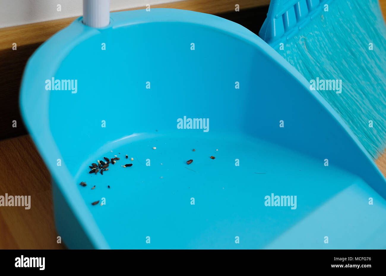 lizard poo in a blue bin Stock Photo - Alamy