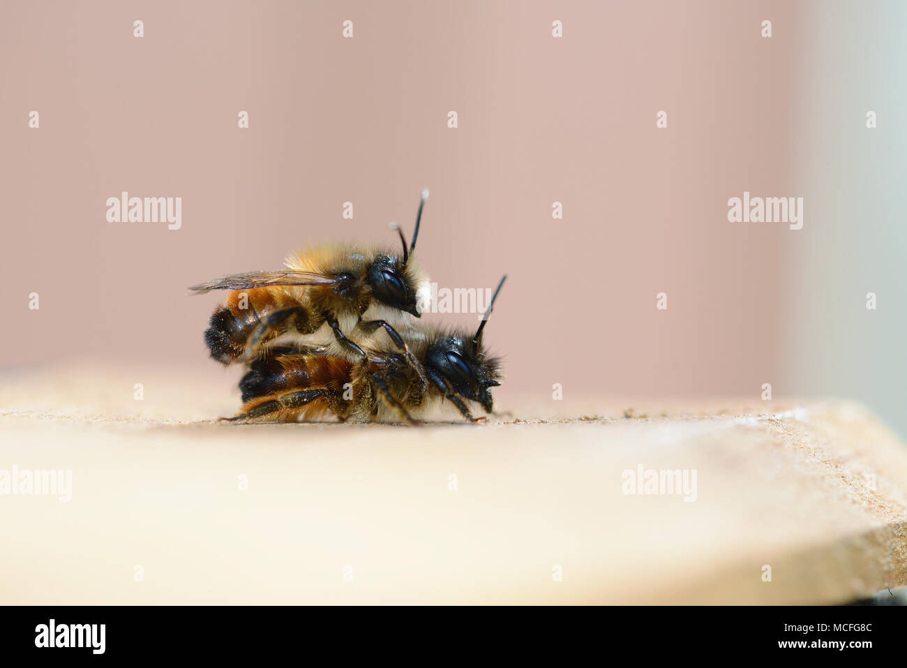 Wasp mating hi-res stock photography and images - Alamy