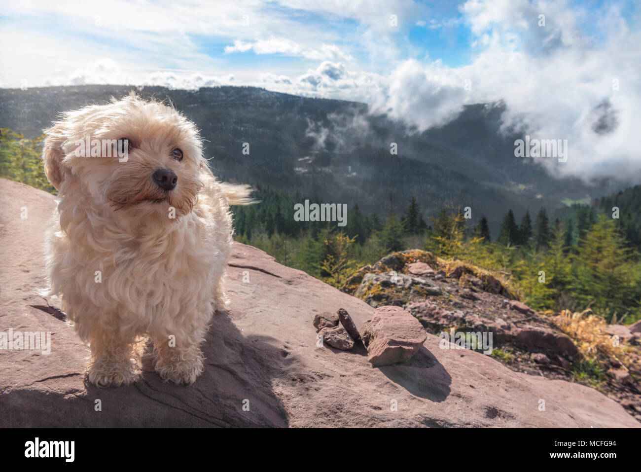 Havanese dog hi-res stock photography and images - Alamy