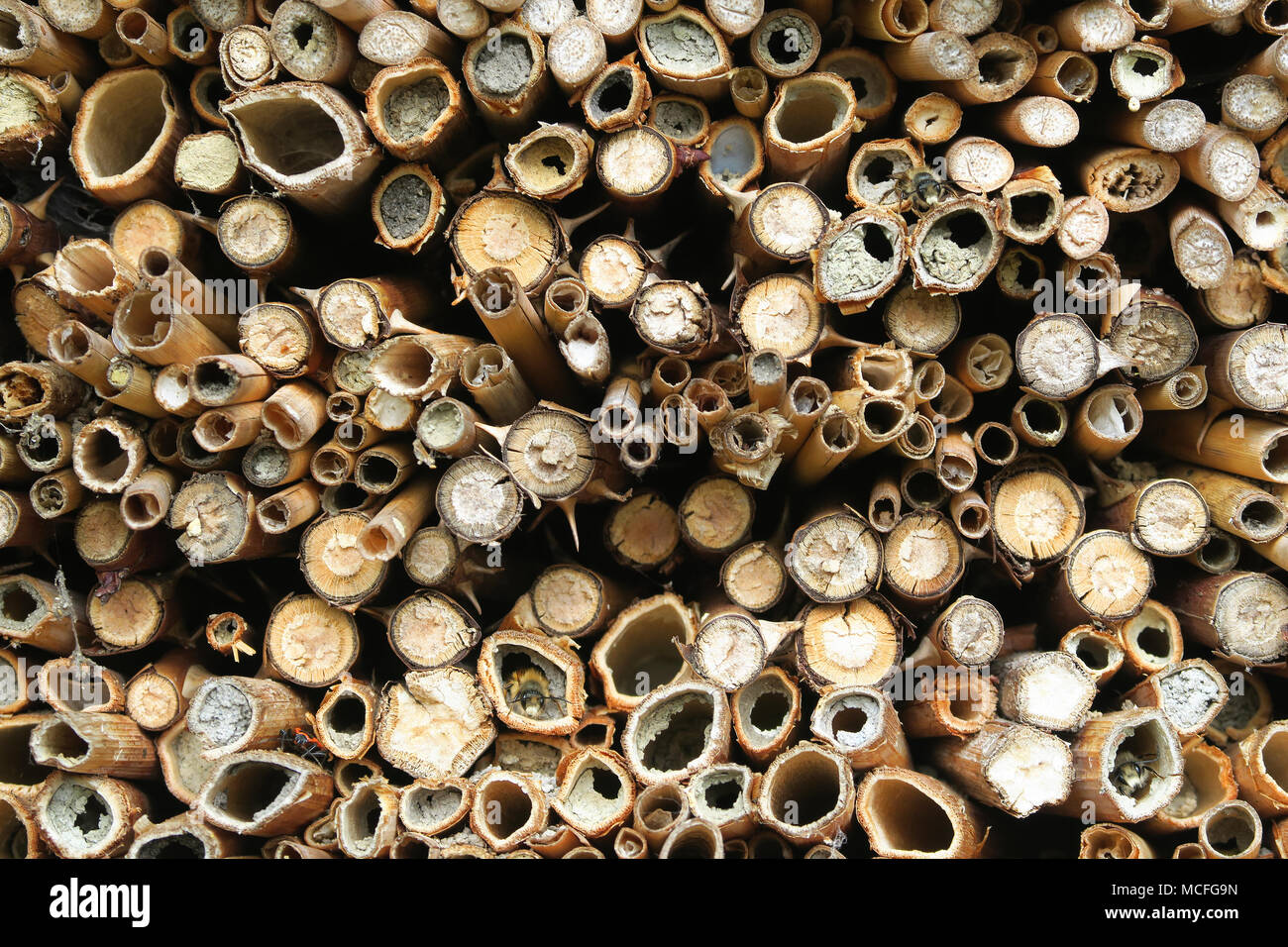 wild bees sitting on nest sticks of of insect shelter. solitary bee ...