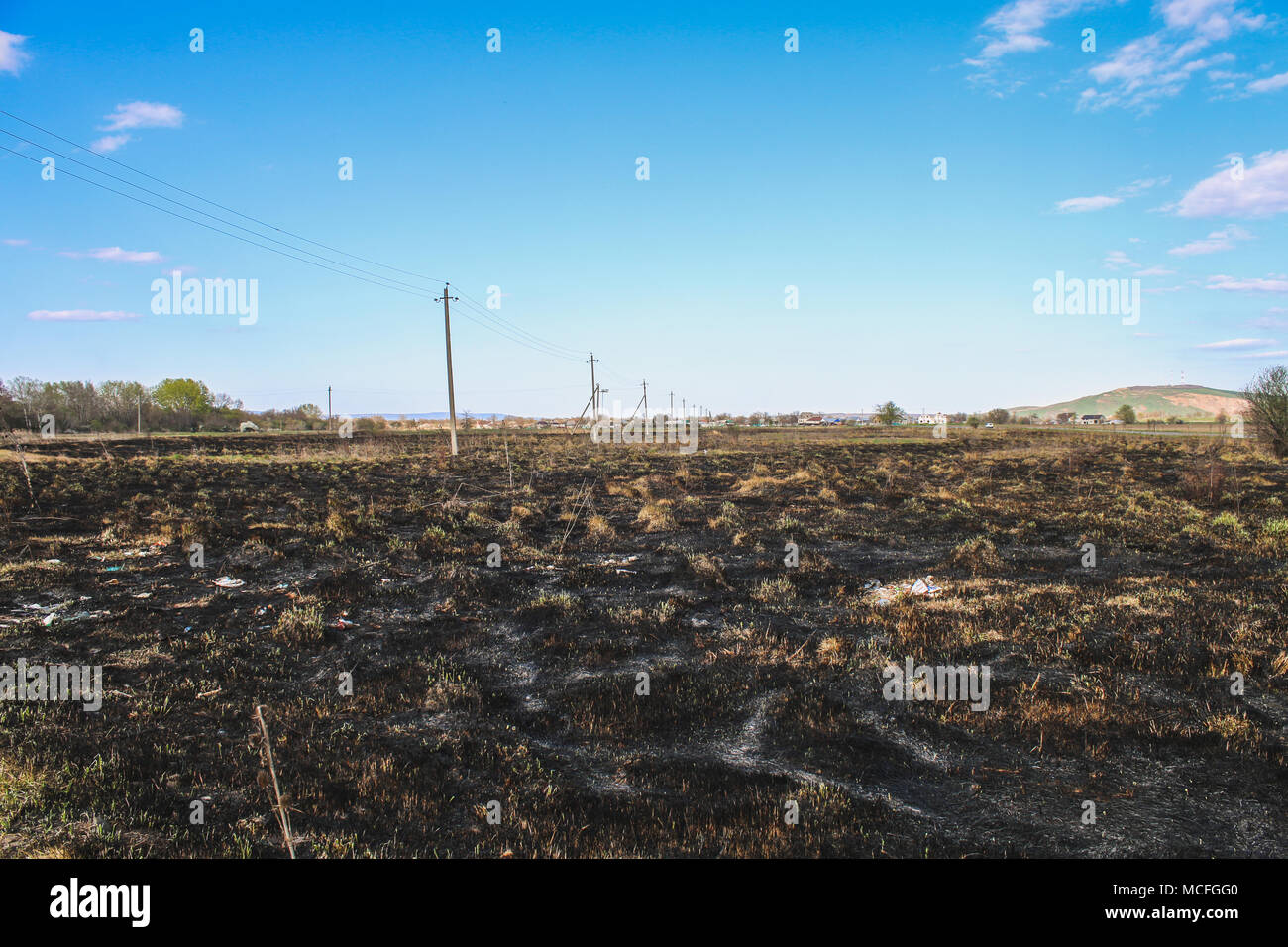 Background from the ashes of the burnt grass. Plant ash on the field ...