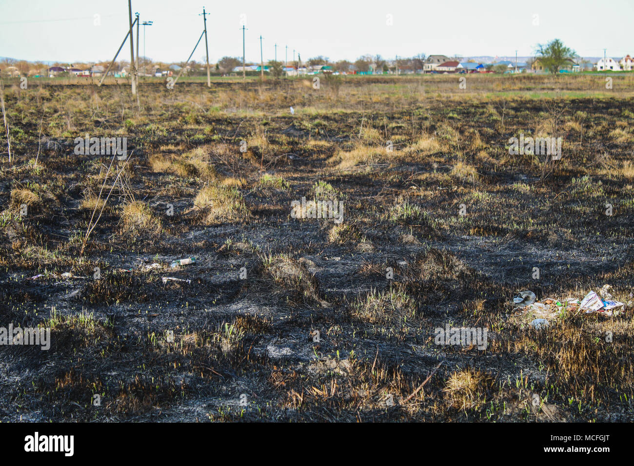 Background from the ashes of the burnt grass. Plant ash on the field ...