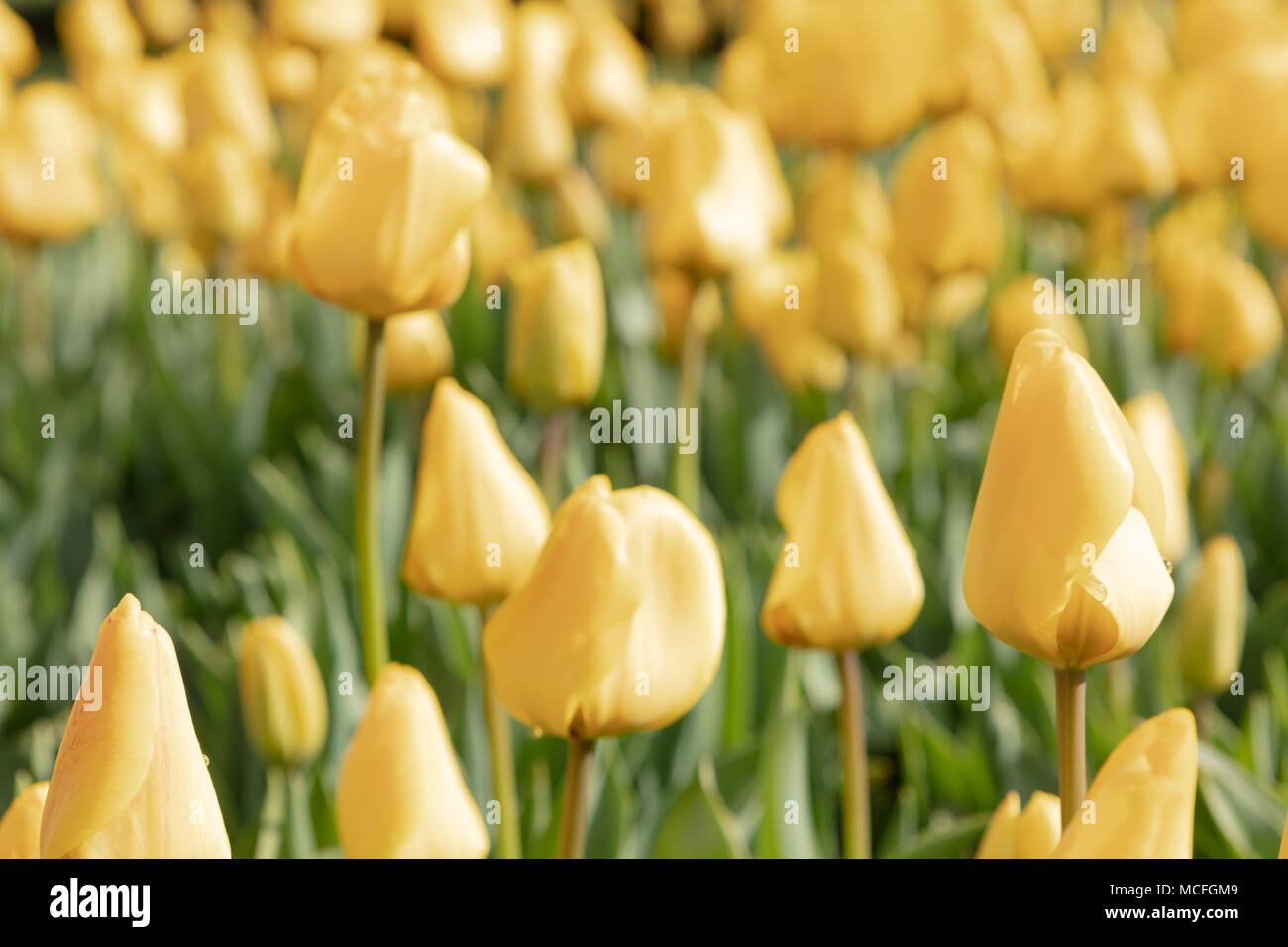 High angle view of beautiful yellow fresh tulips. Nature spring ...