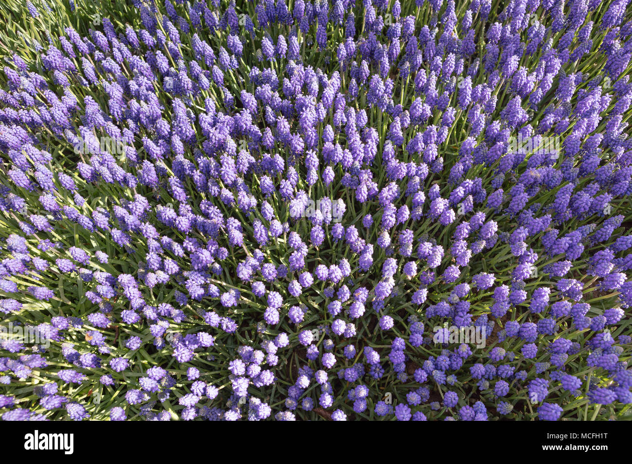 Top view of Grape hyacinth flowers background in garden with sunlight ...
