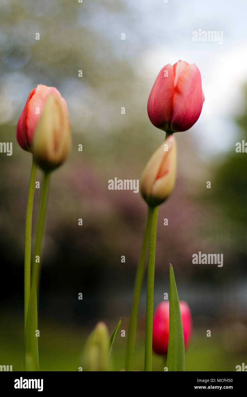 Tulip classification hi-res stock photography and images - Alamy