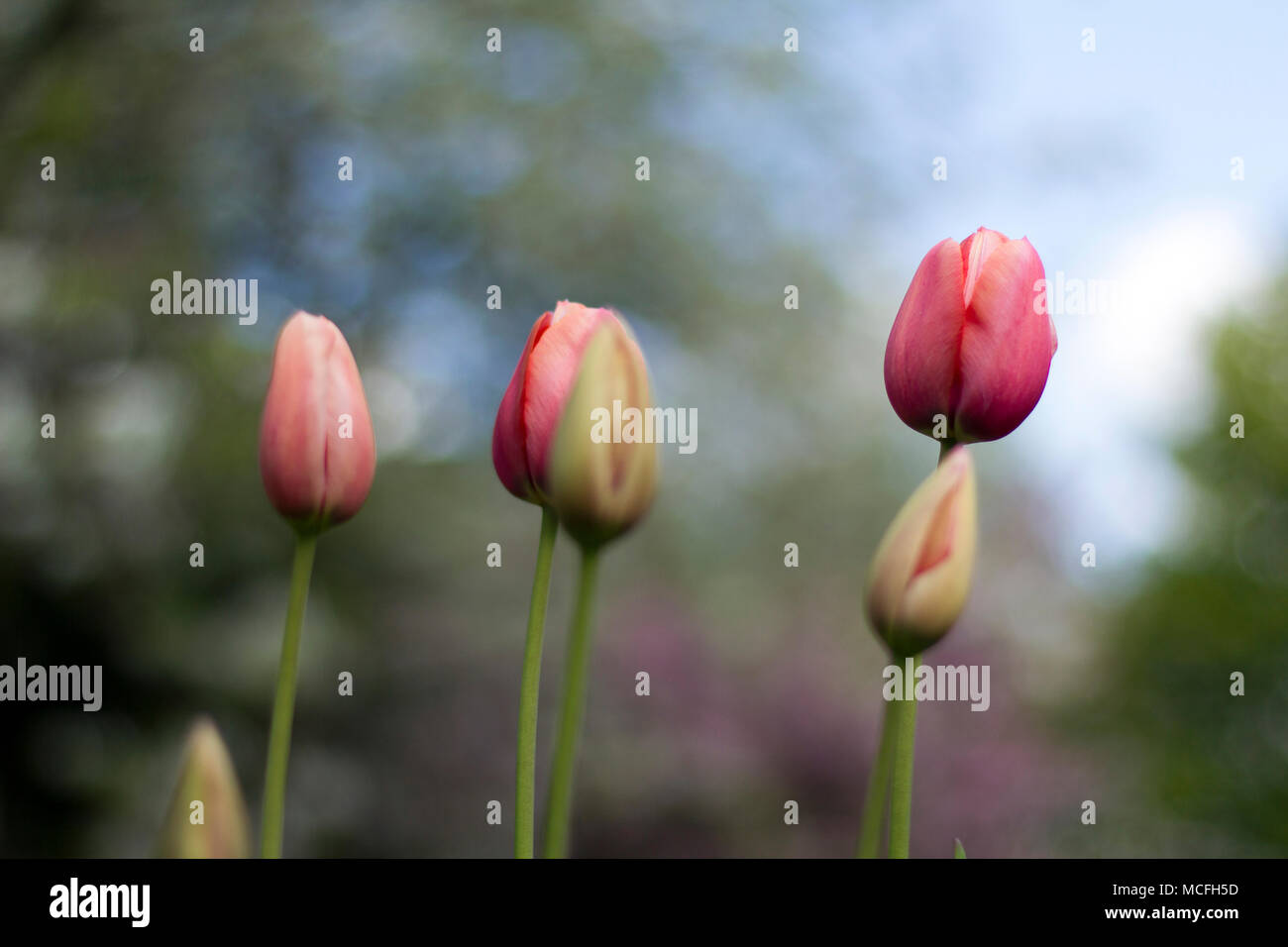 Tulip classification hi-res stock photography and images - Alamy