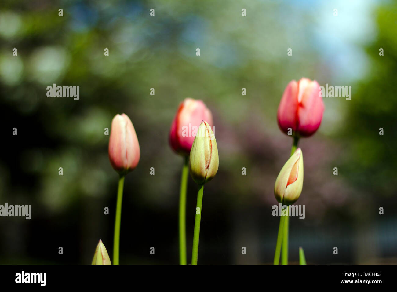 Tulip classification hi-res stock photography and images - Alamy