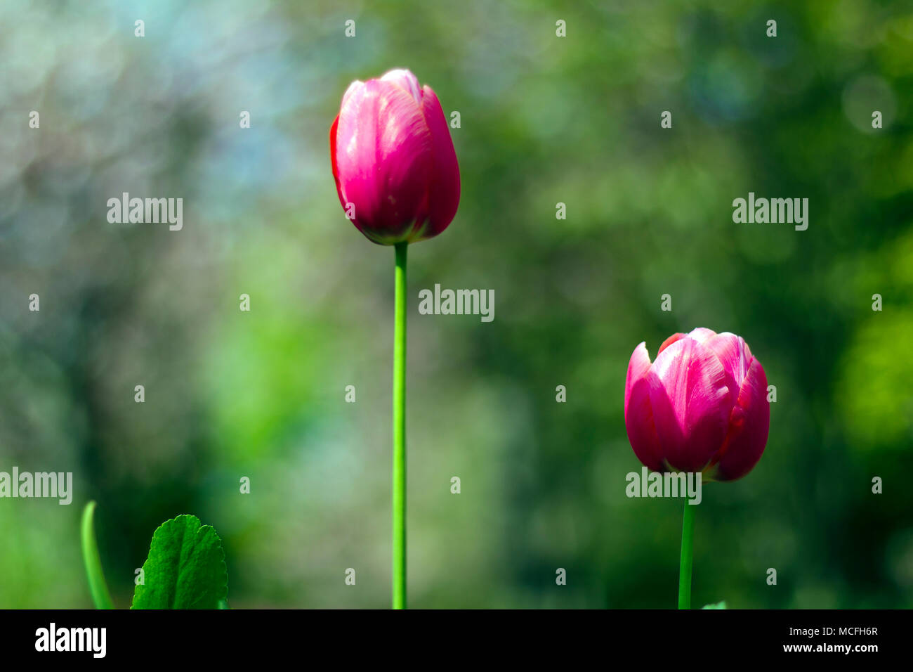 Tulip classification hi-res stock photography and images - Alamy