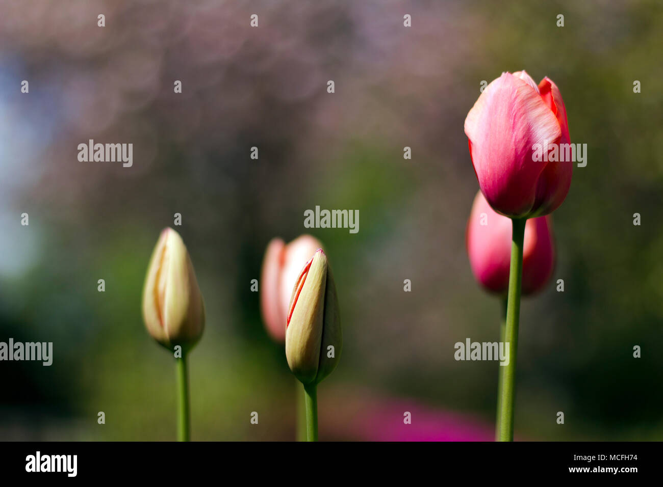 Tulip classification hi-res stock photography and images - Alamy