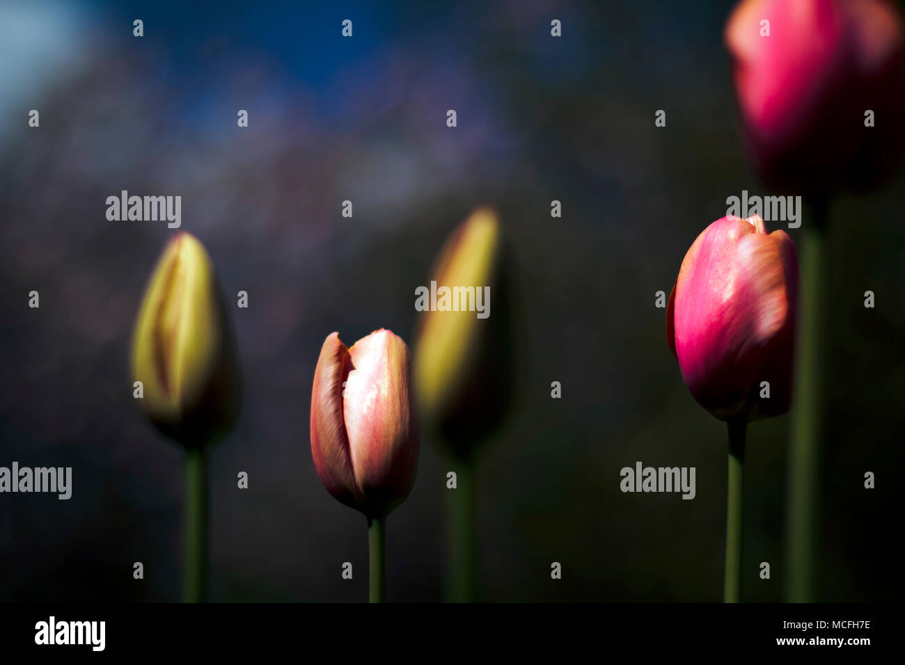 Tulip classification hi-res stock photography and images - Alamy