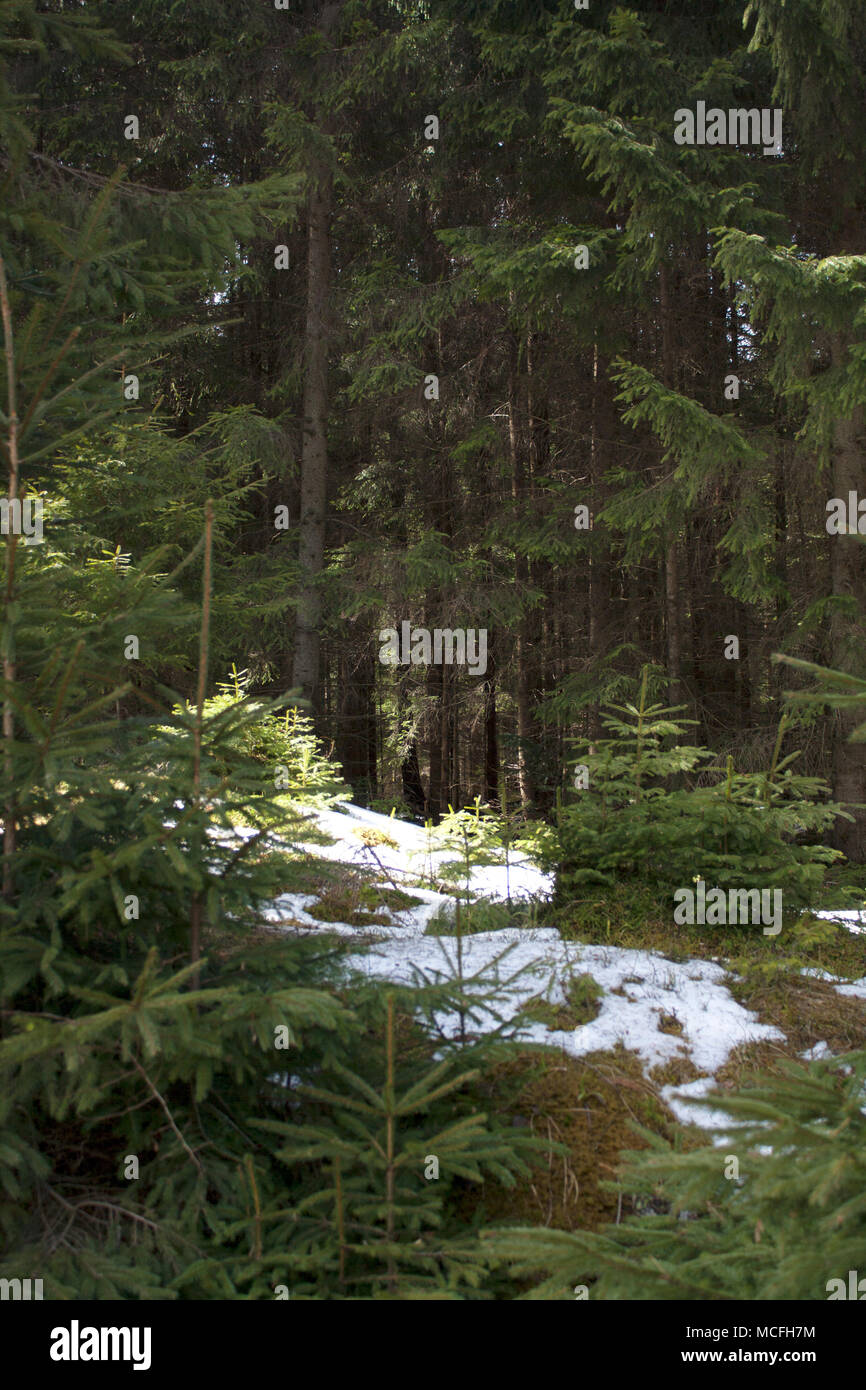 Cowered Stock Photos & Cowered Stock Images - Alamy