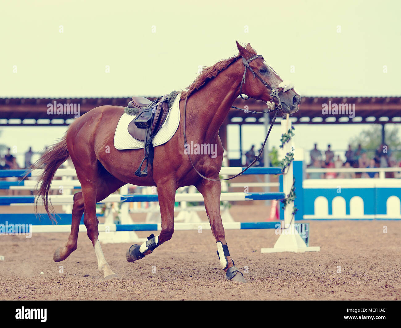 Livestock competitions hi-res stock photography and images - Alamy