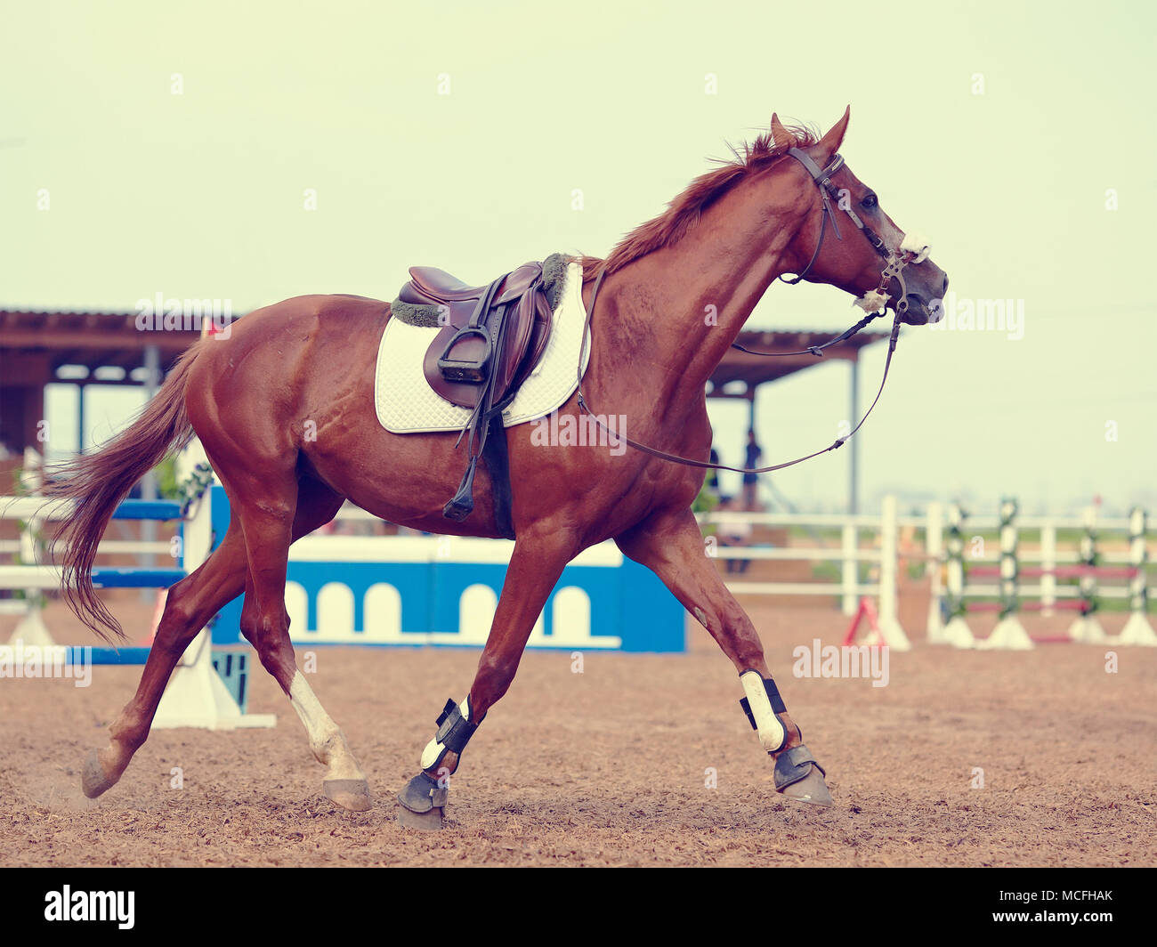Showjumping competitions hi-res stock photography and images - Alamy