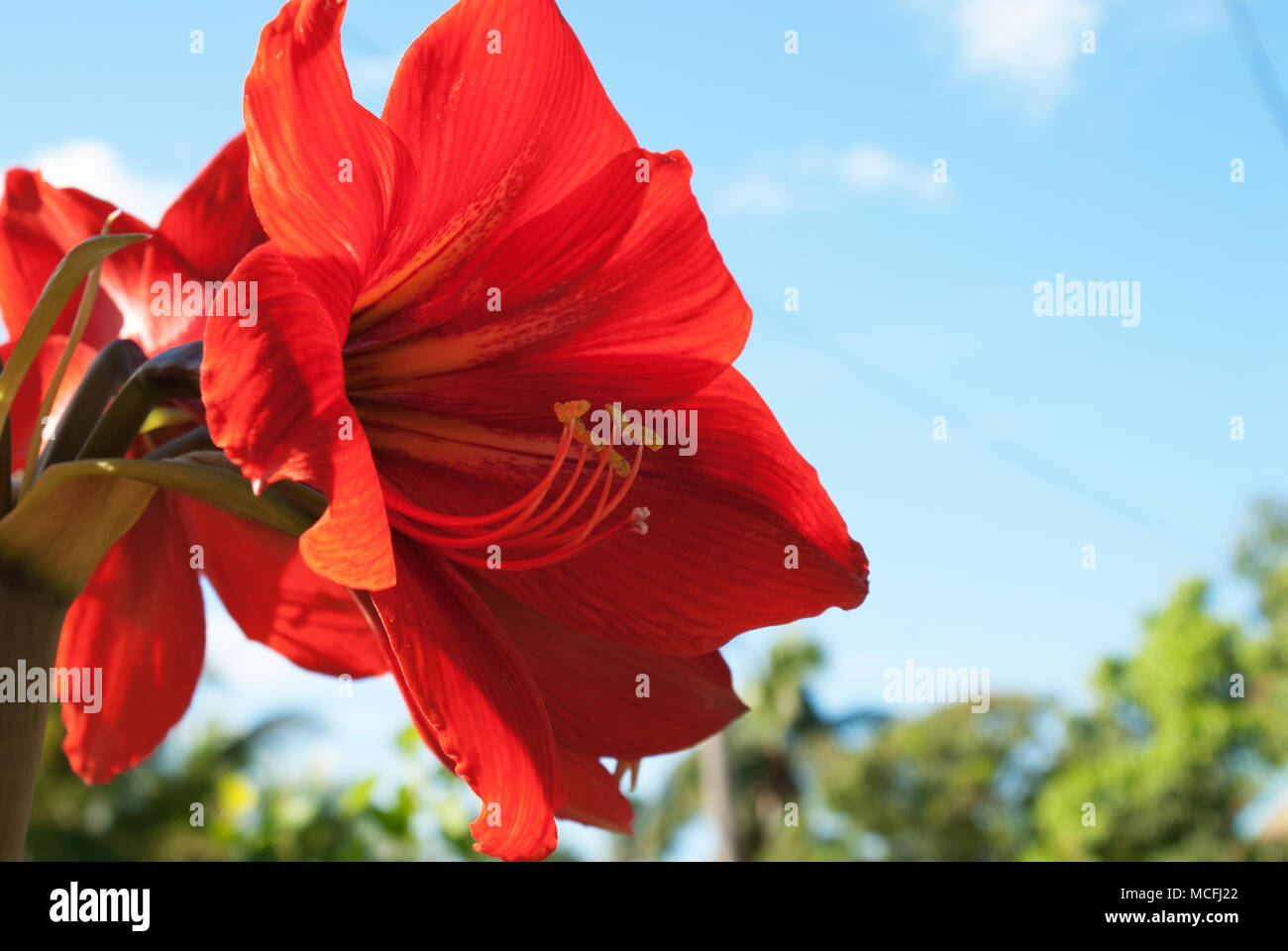 Red lily flower hi-res stock photography and images - Alamy