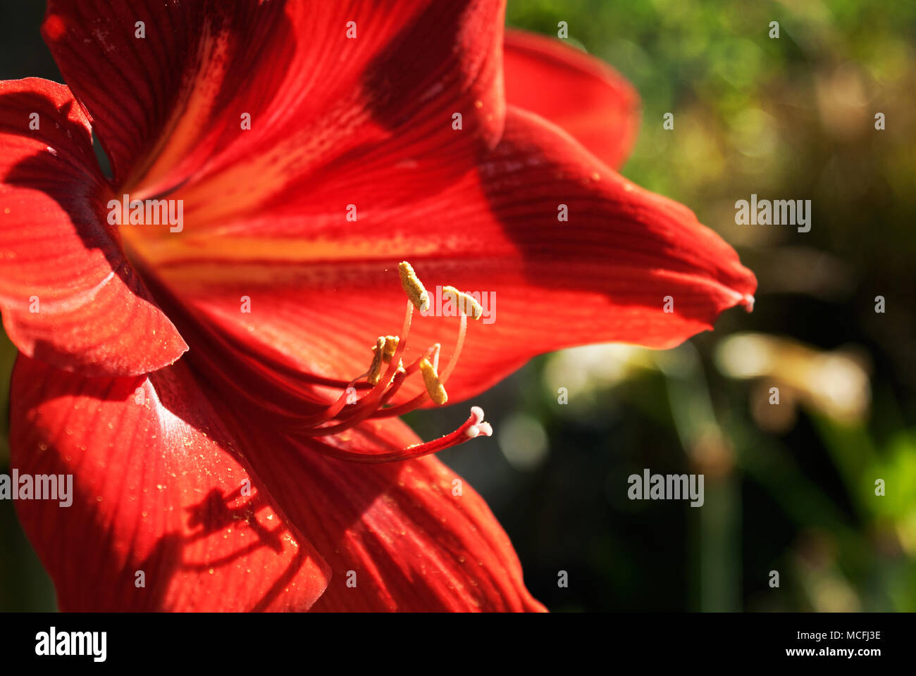 Open morning hi-res stock photography and images - Alamy