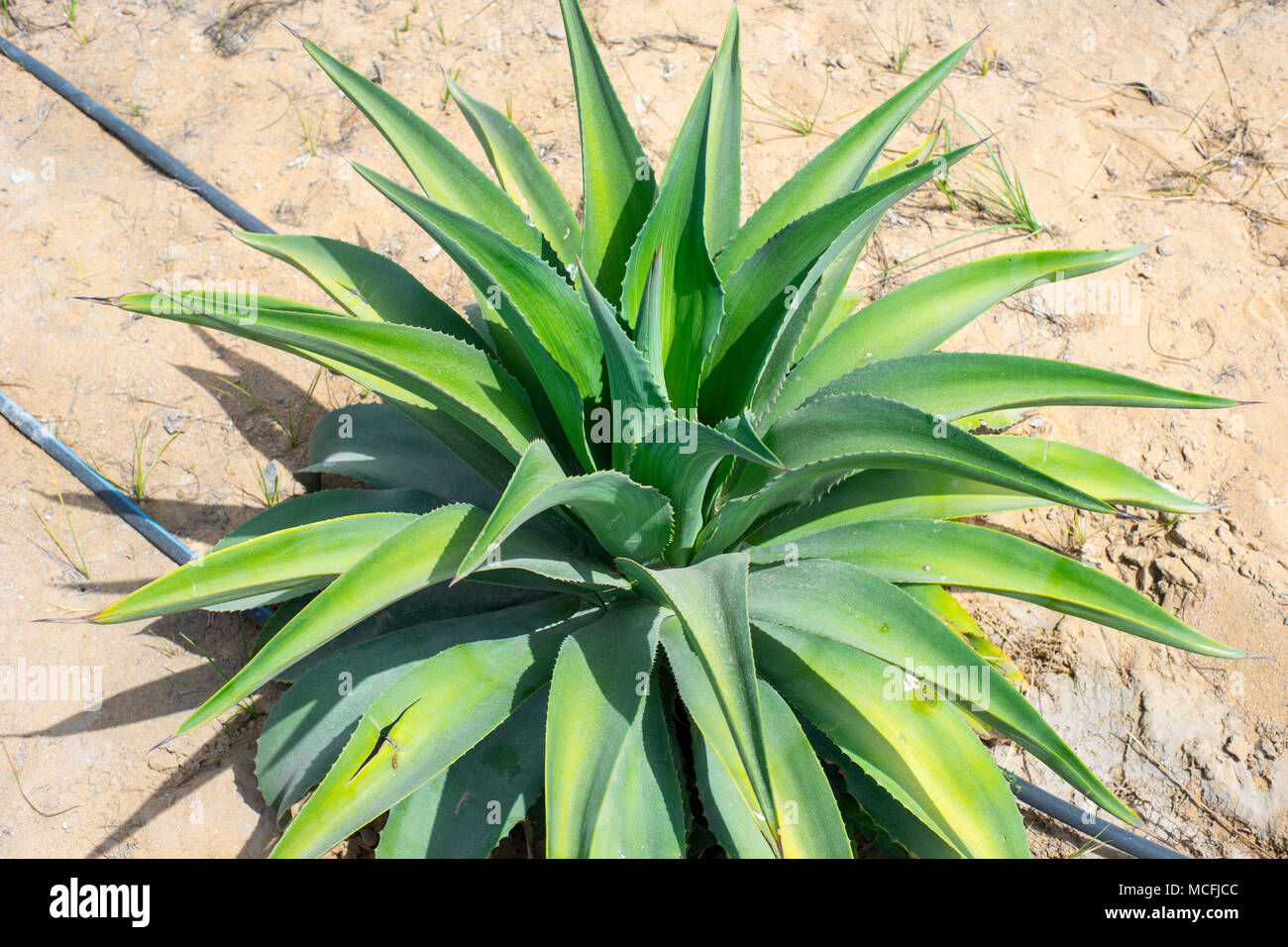 Top view of Agave Americana plant commonly known as century Plant Stock ...